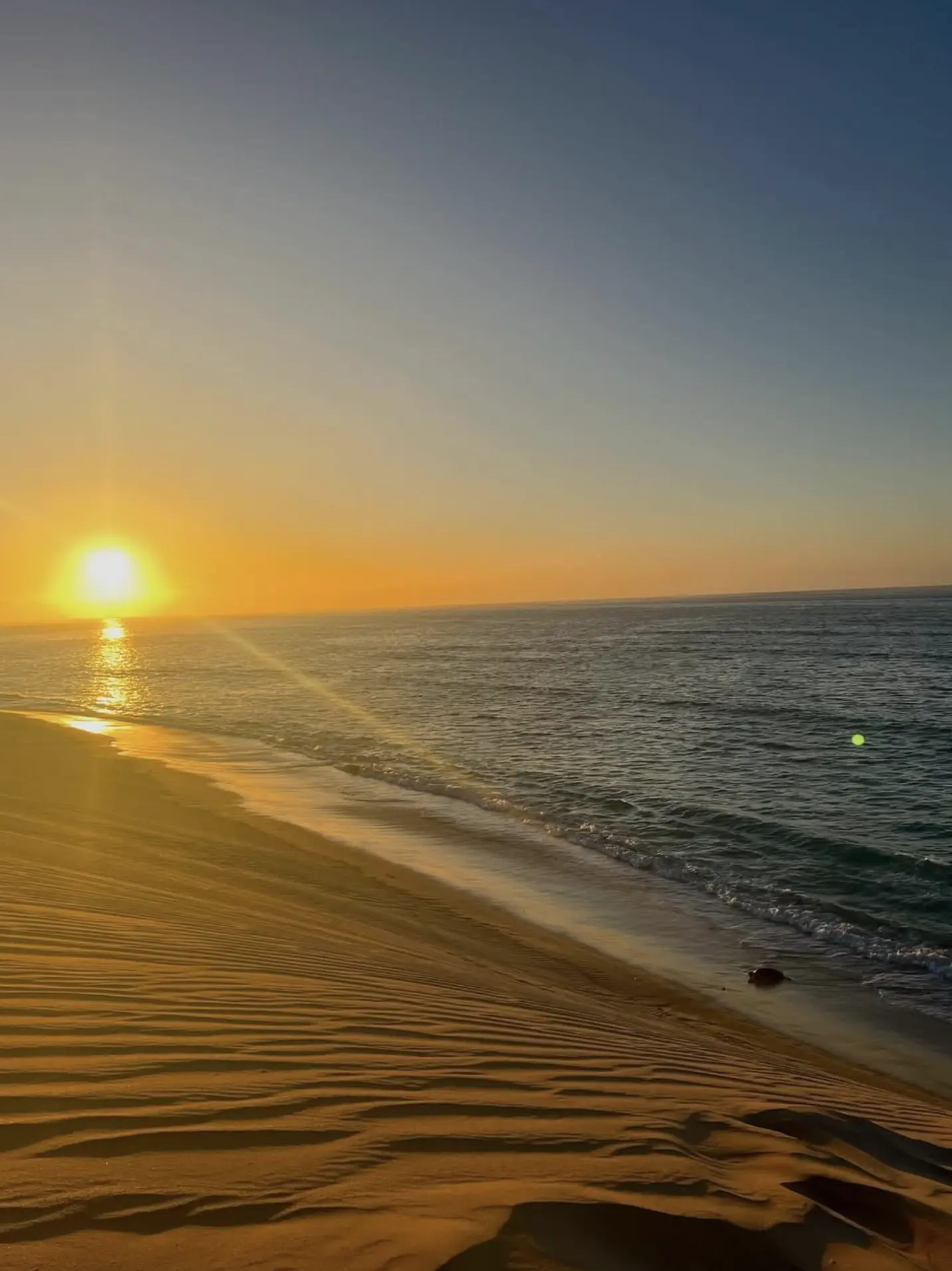 Ningaloo Reef Facts: Marine Life & Travel Guide