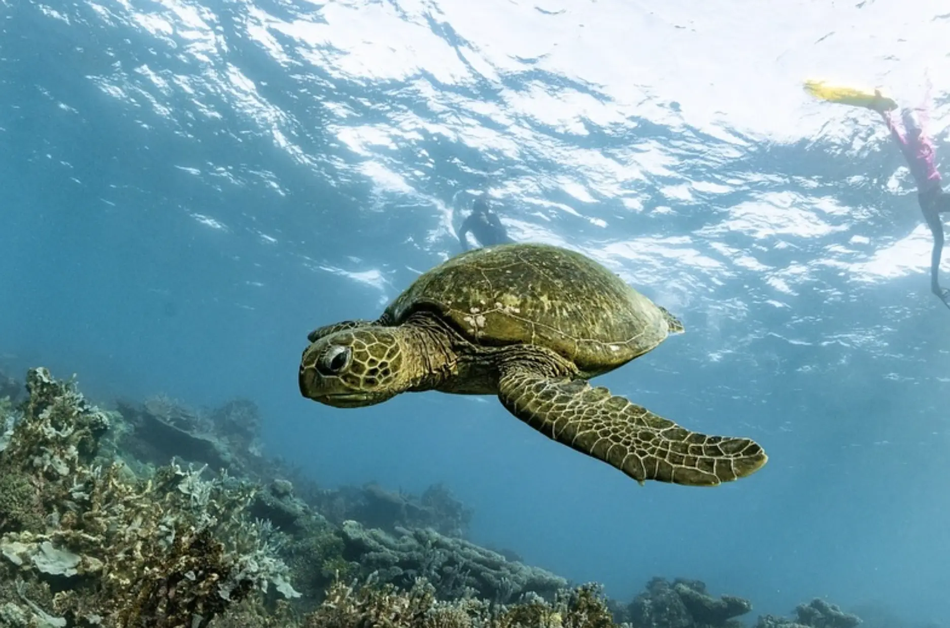 Ningaloo Reef Facts: Marine Life & Travel Guide